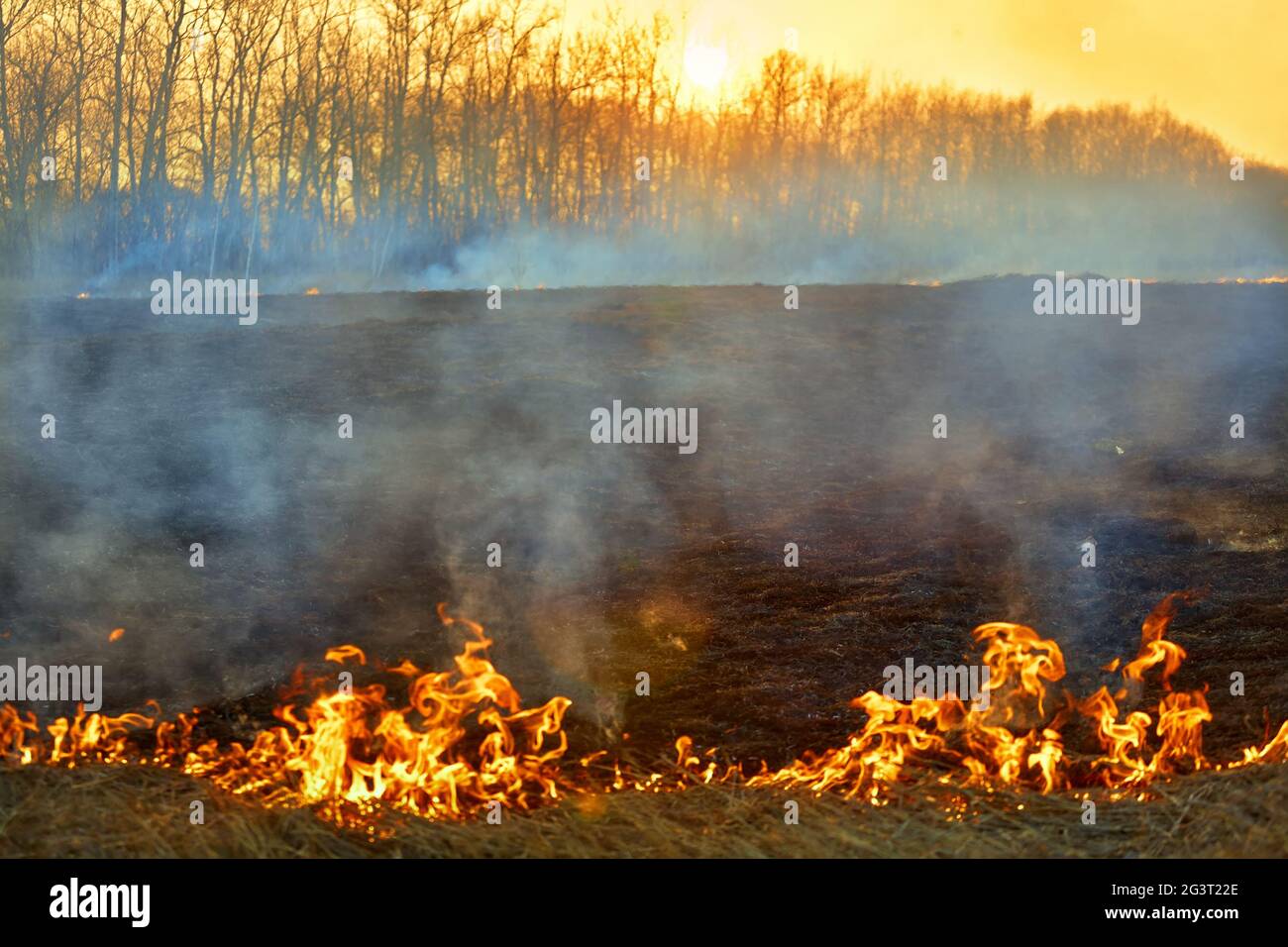 Open flame. Burning dry grass in the field. Extreme disaster and forest ...