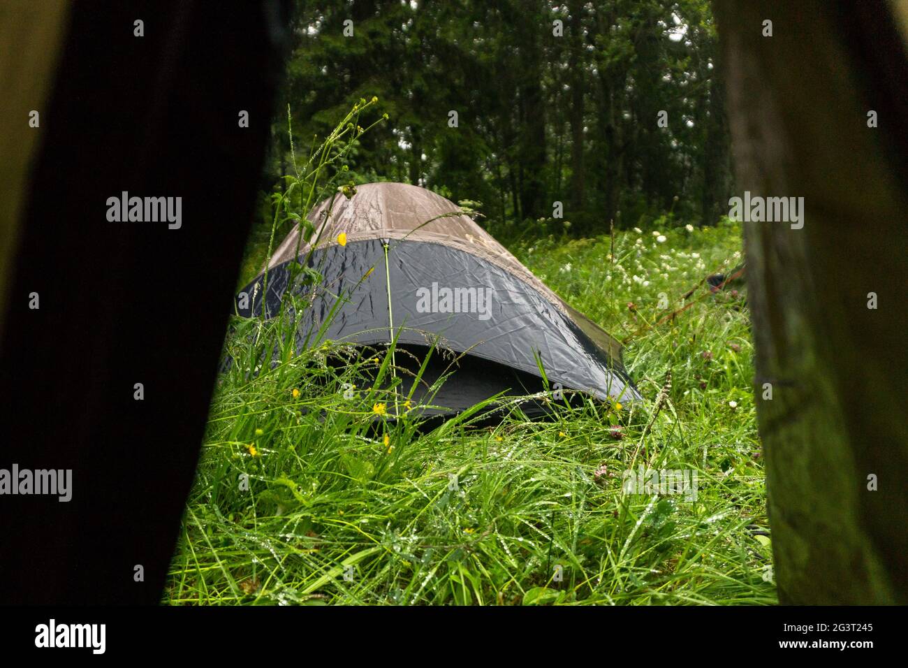 Looking outside a tent on an other tent at rainy morning on a meadow in ...