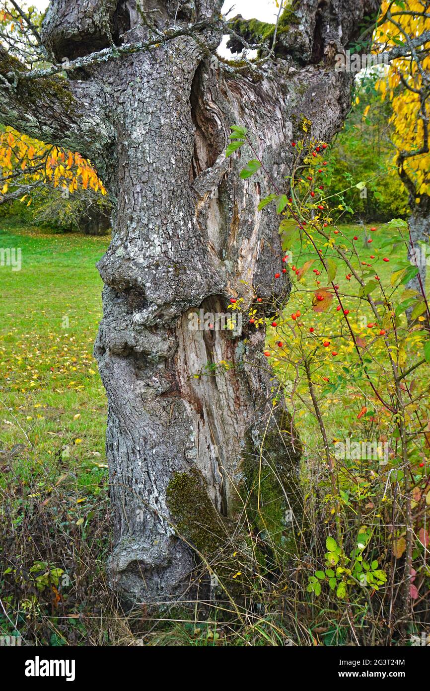 Tree trunk of an old apple tree Stock Photo - Alamy