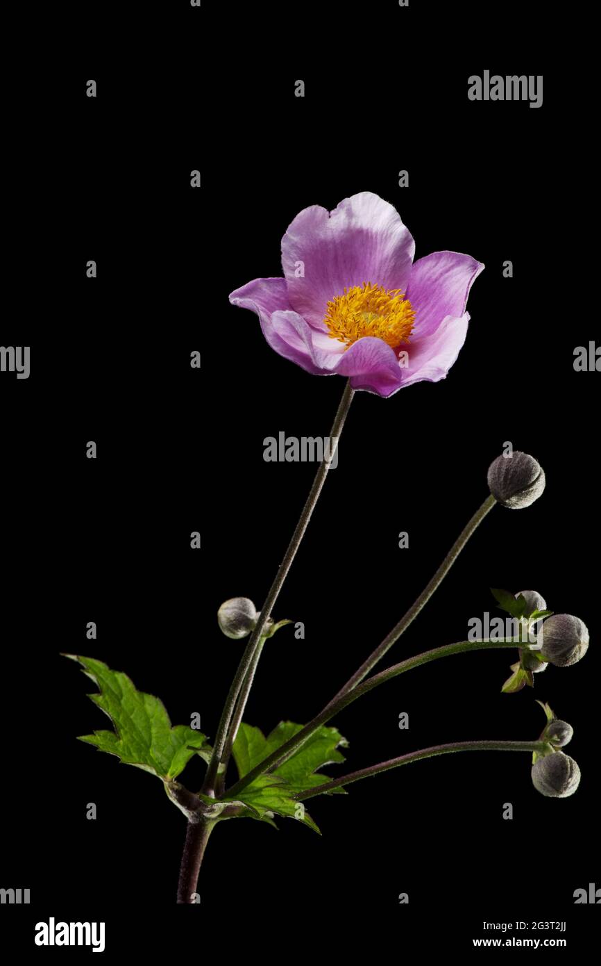 Four branched hi-res stock photography and images - Alamy