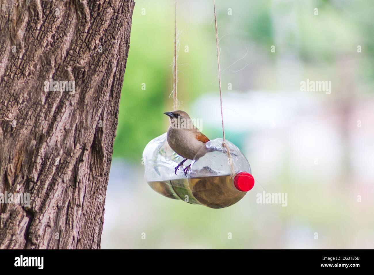 Plastic Bottle Bird Houses How To Recycle Plastic Bottles For Bird