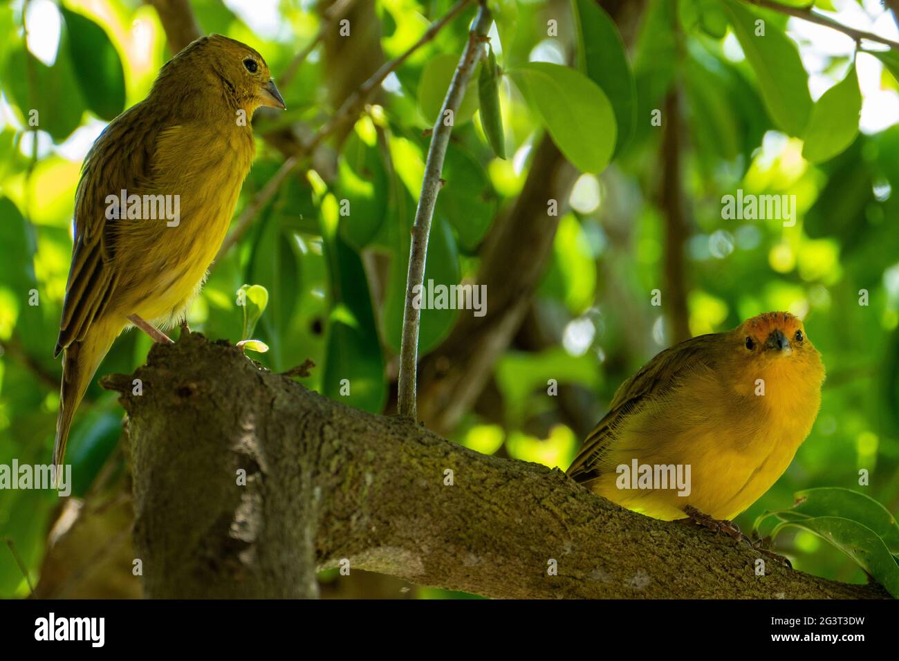 Canary canaries hi-res stock photography and images - Alamy