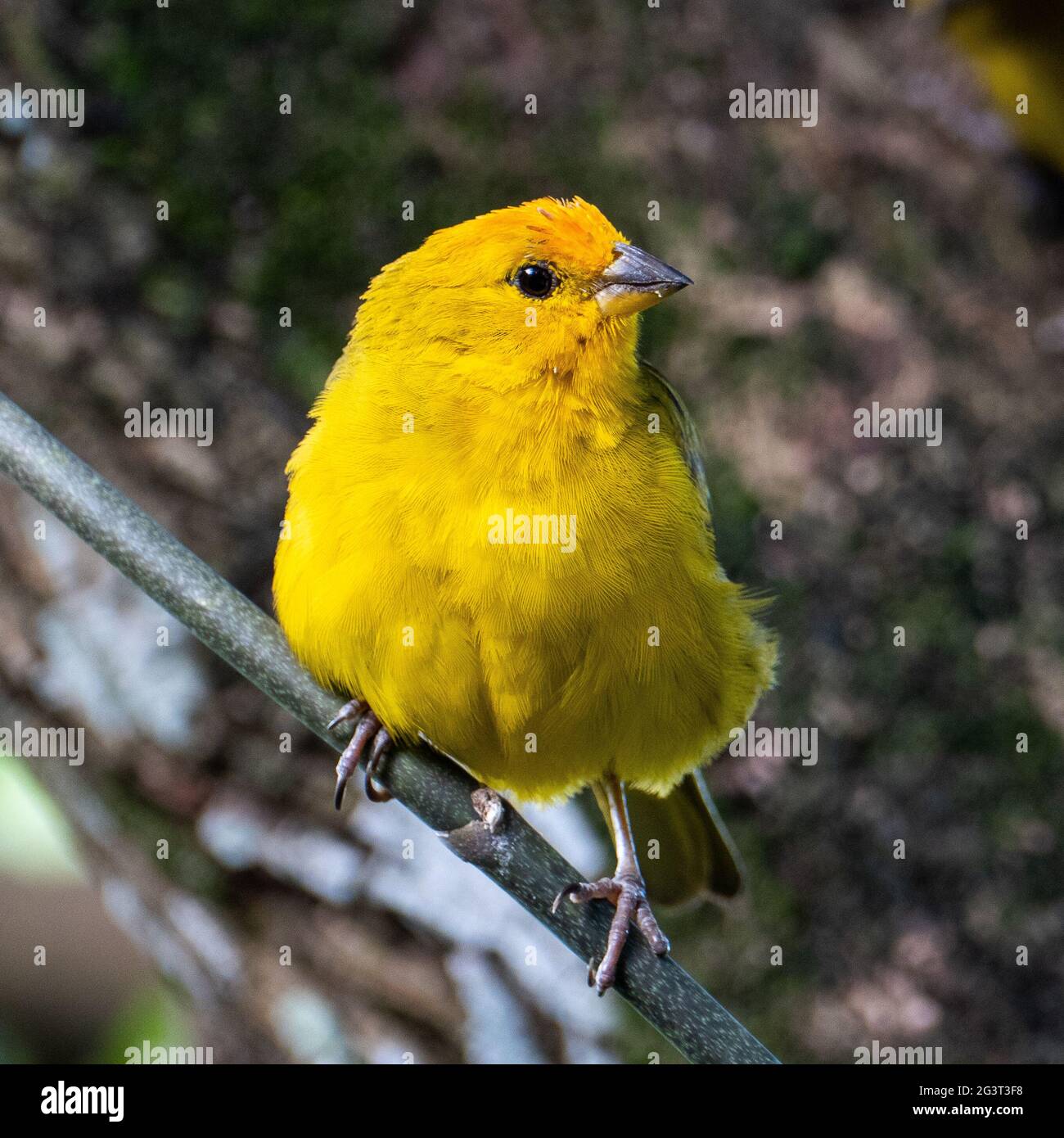 Canary canaries hi-res stock photography and images - Alamy