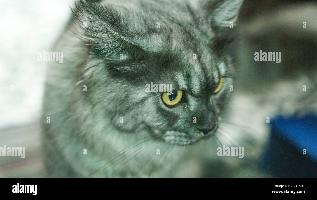 Something up the nose hi-res stock photography and images - Alamy