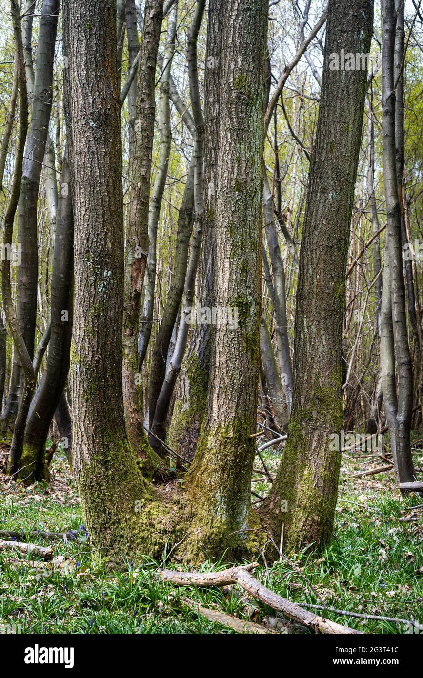 Tall coppiced trees in a woodland in Kent, England, UK Stock Photo - Alamy