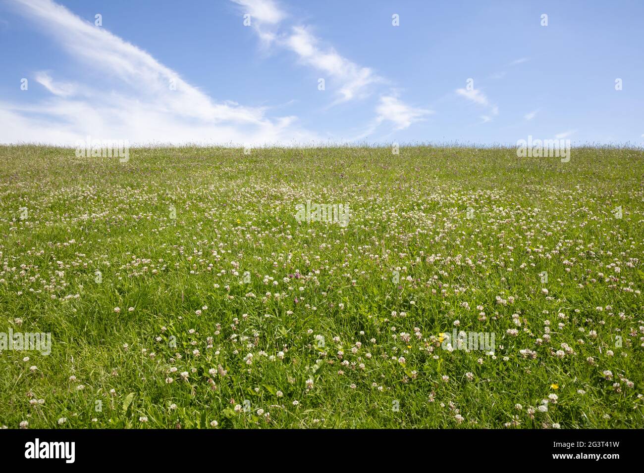 Meadow trefoil hi-res stock photography and images - Alamy