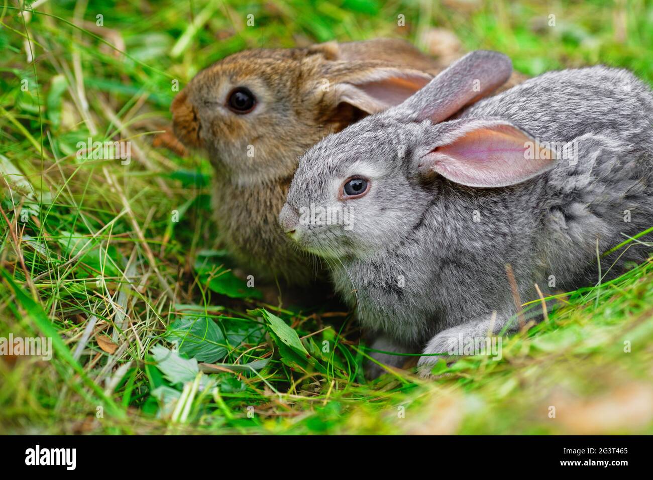 Two adorable little rabbits are sitting on the green grass. Blank for a ...