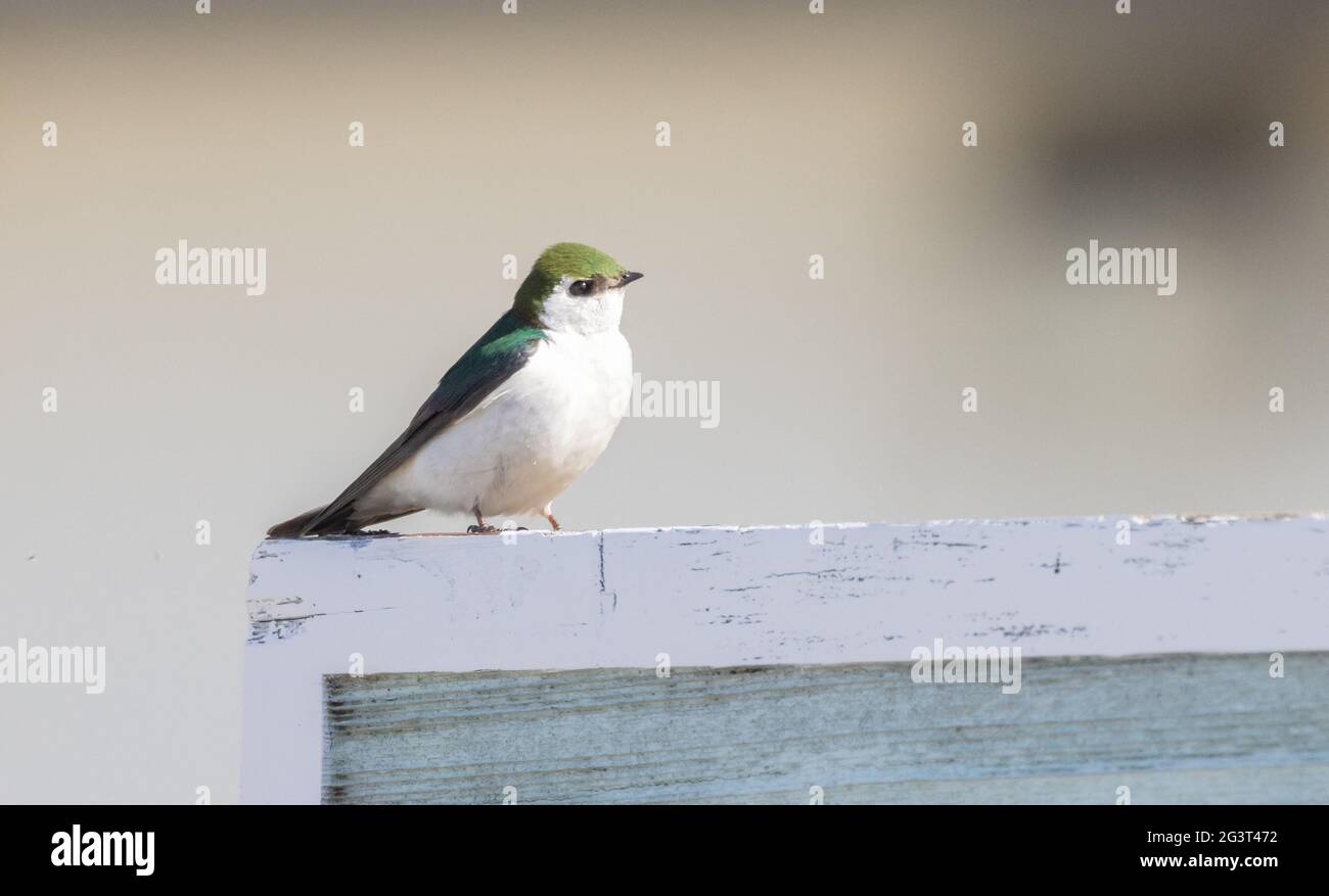 Alaska violet hi-res stock photography and images - Alamy