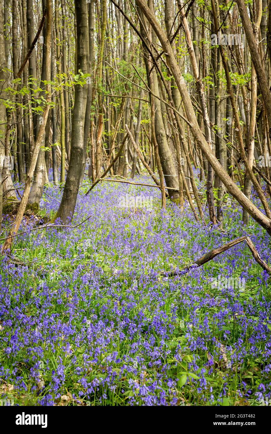 Meadow of bluebells under trees in an English forest Stock Photo - Alamy