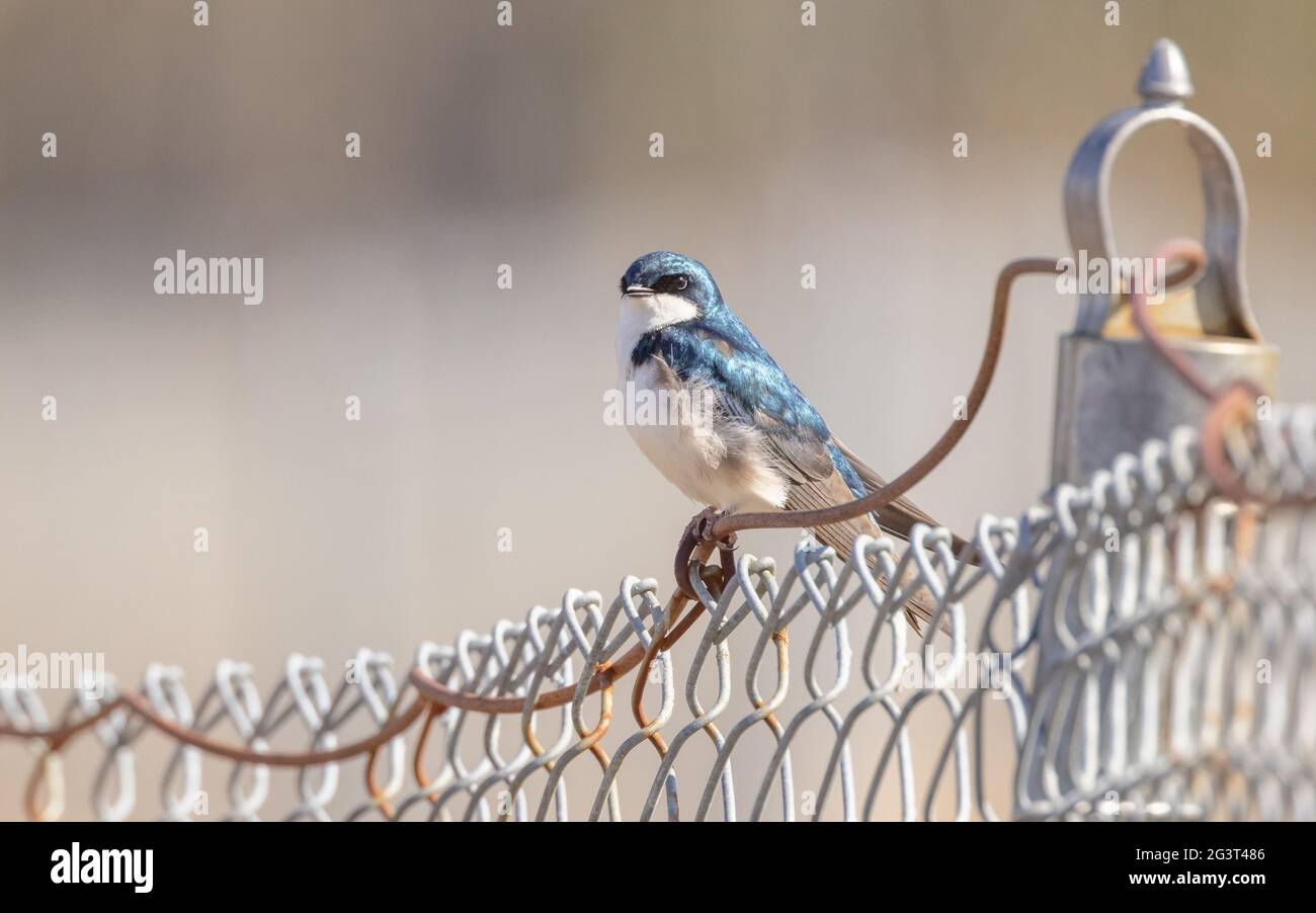Tree eating fence hi-res stock photography and images - Alamy