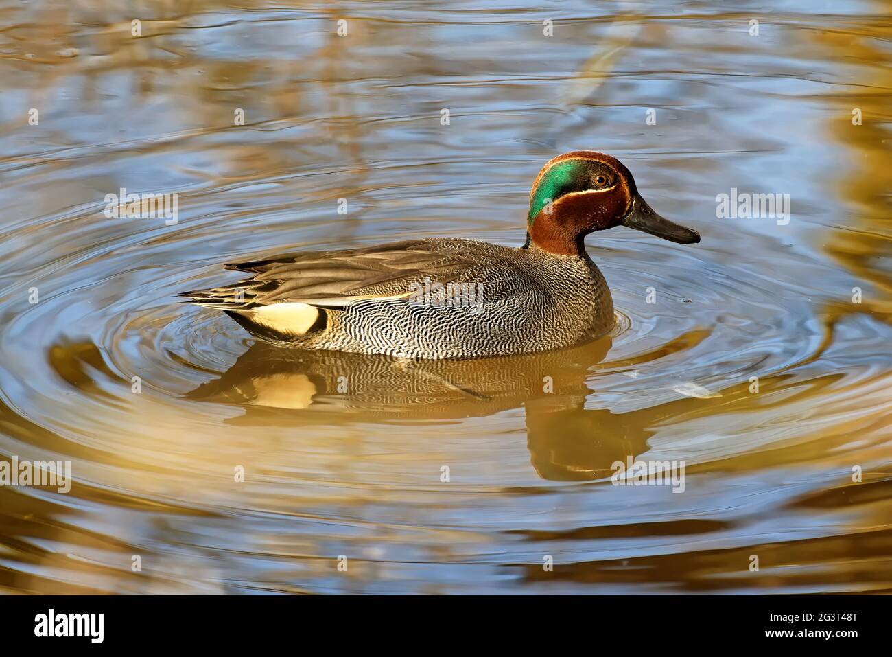 Pond with birds hi-res stock photography and images - Alamy
