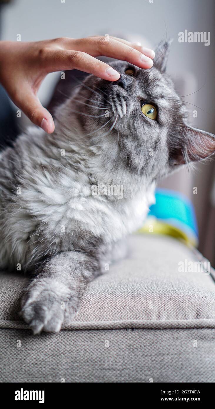 Cats With Human Faces