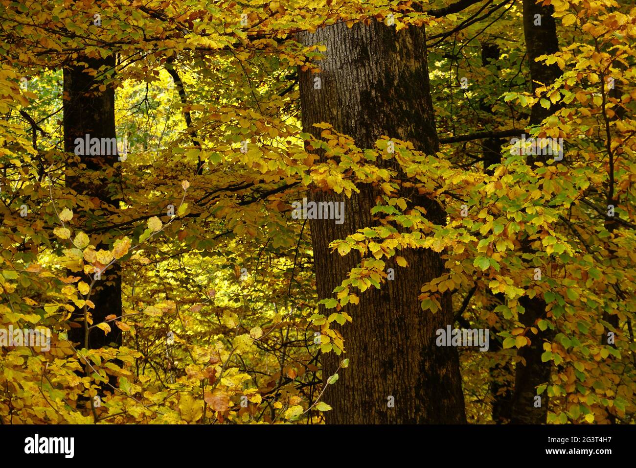 Oak tree forest autumn hi-res stock photography and images - Alamy