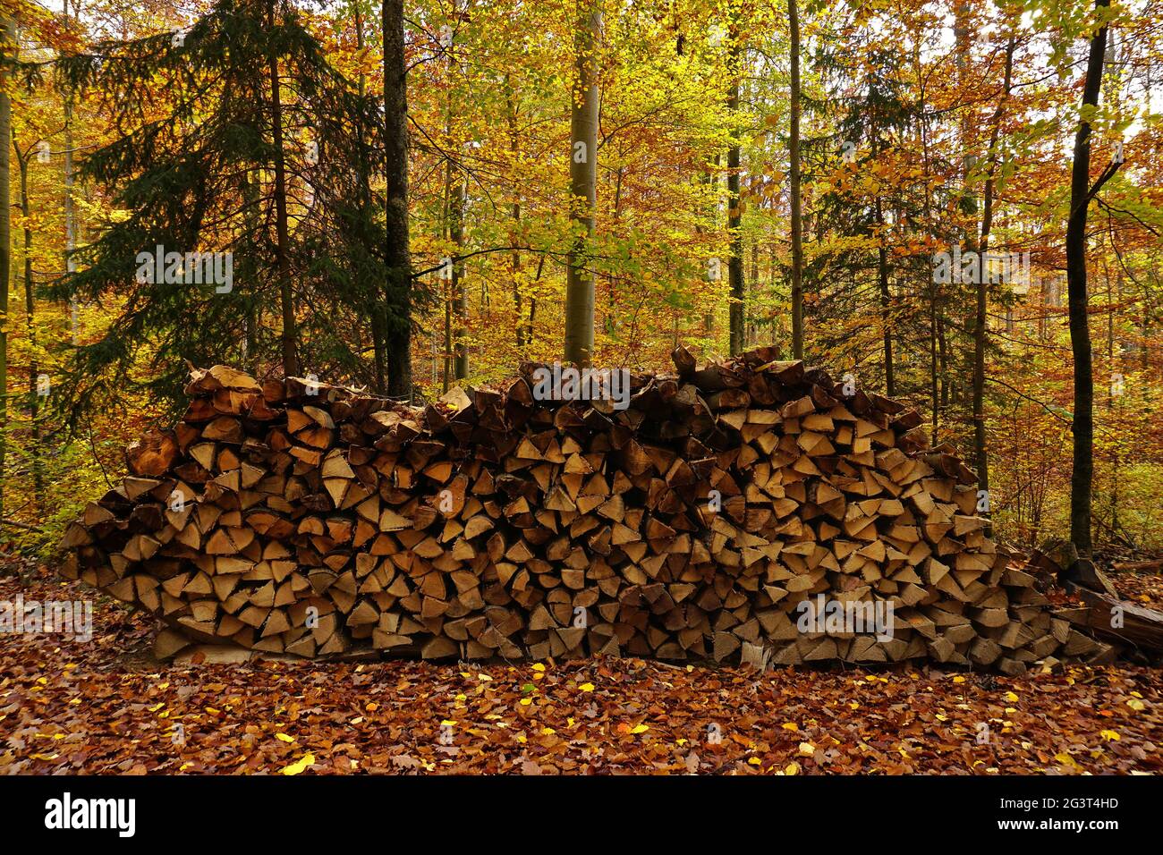 Wood pile piles hi-res stock photography and images - Alamy