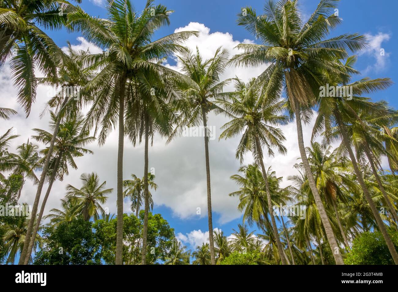 Coconut Palm Trees against the Blue Sky with Clouds Stock Photo - Alamy