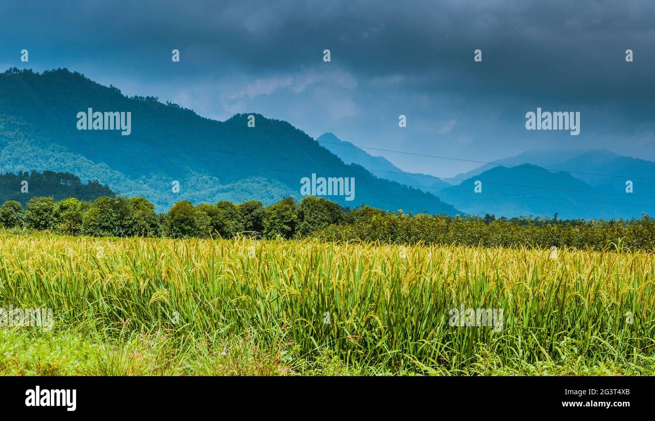 Scenery of rice plants and fields in the fall Stock Photo - Alamy
