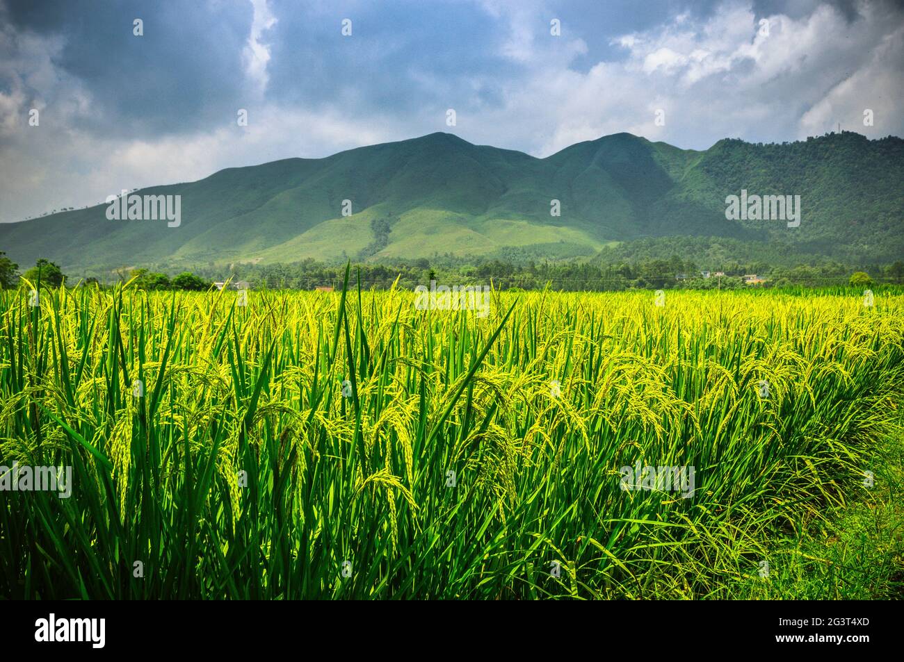 Scenery of rice plants and fields in the fall Stock Photo - Alamy