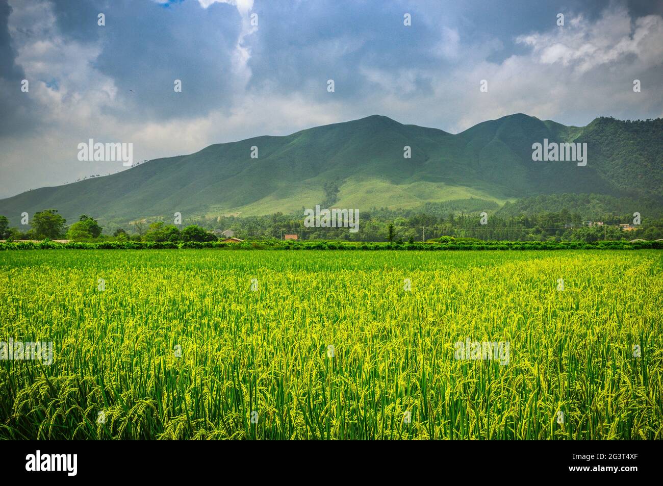 Scenery of rice plants and fields in the fall Stock Photo - Alamy