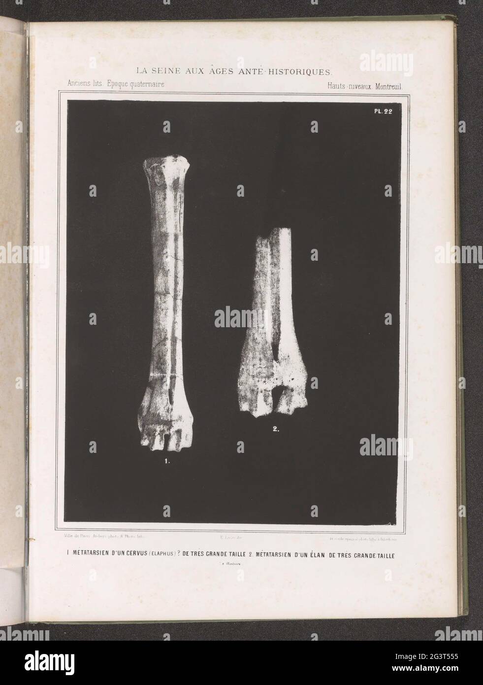 Two middle feed bones from a moose and possible from a deer; 1 ...
