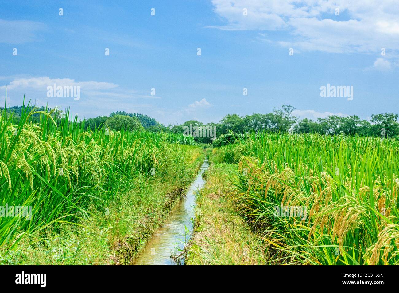 Scenery of rice plants and fields in the fall Stock Photo - Alamy