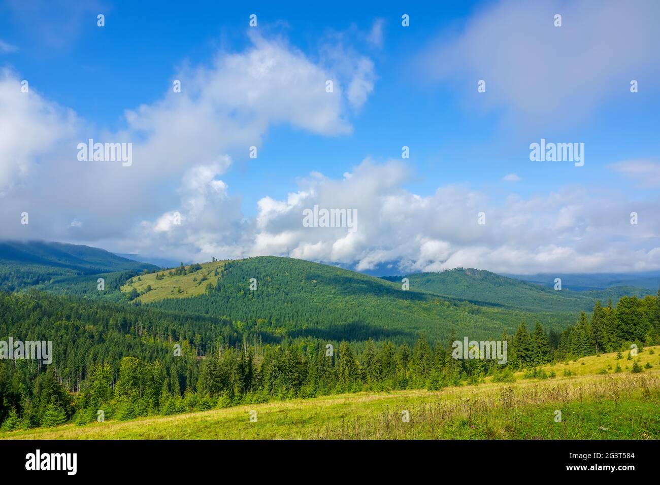 Summer glade hi-res stock photography and images - Alamy