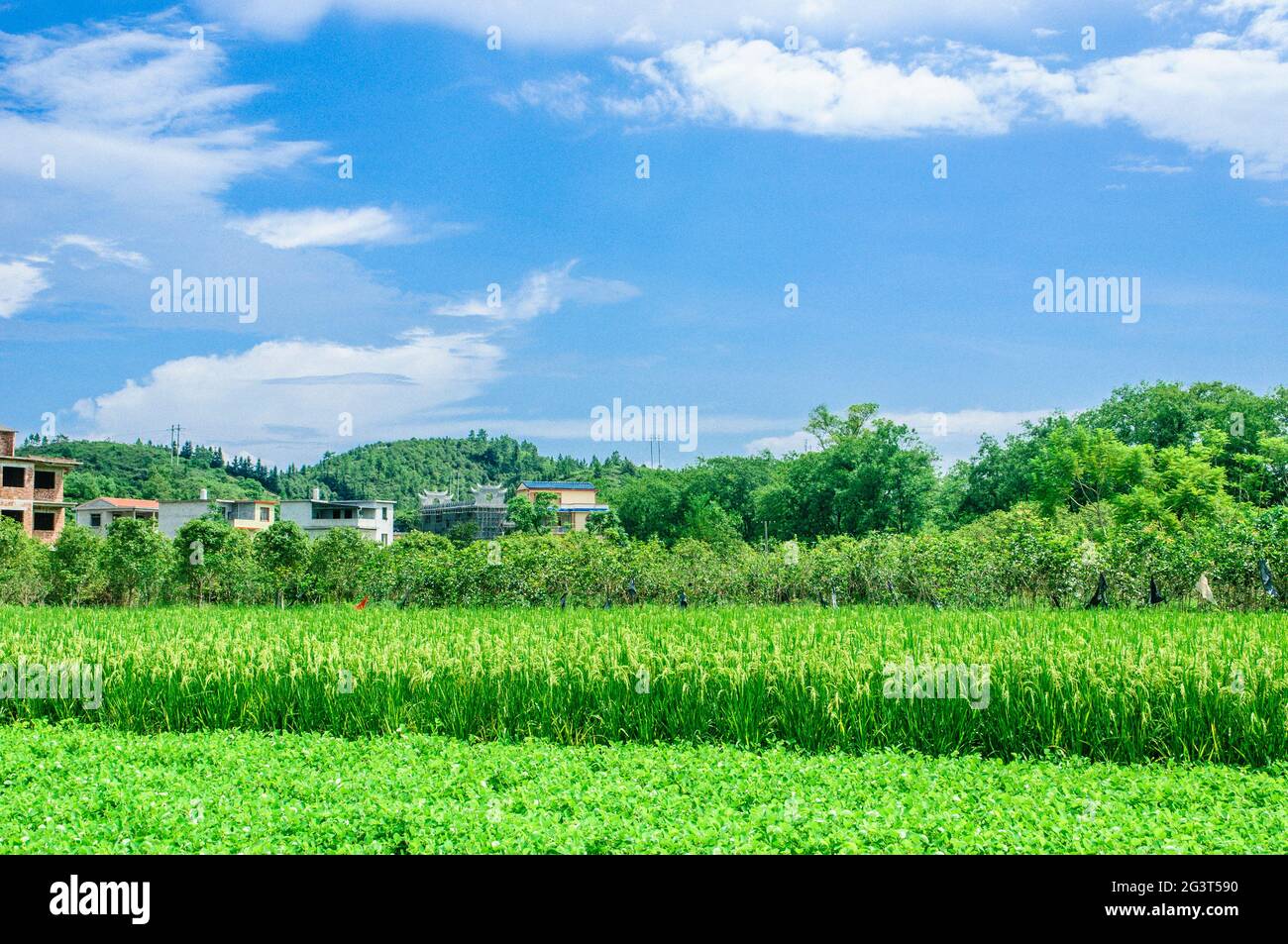 Scenery of rice plants and fields in the fall Stock Photo - Alamy
