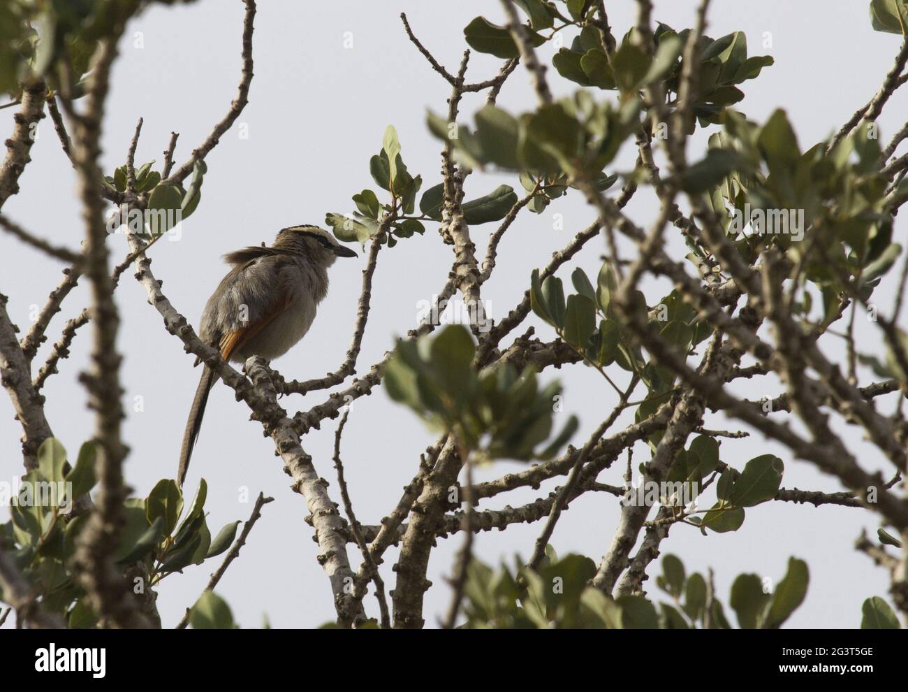 Black-crowned Tchagra, Mountain Village Ait-Milk, Mountains Anti-Atlas ...