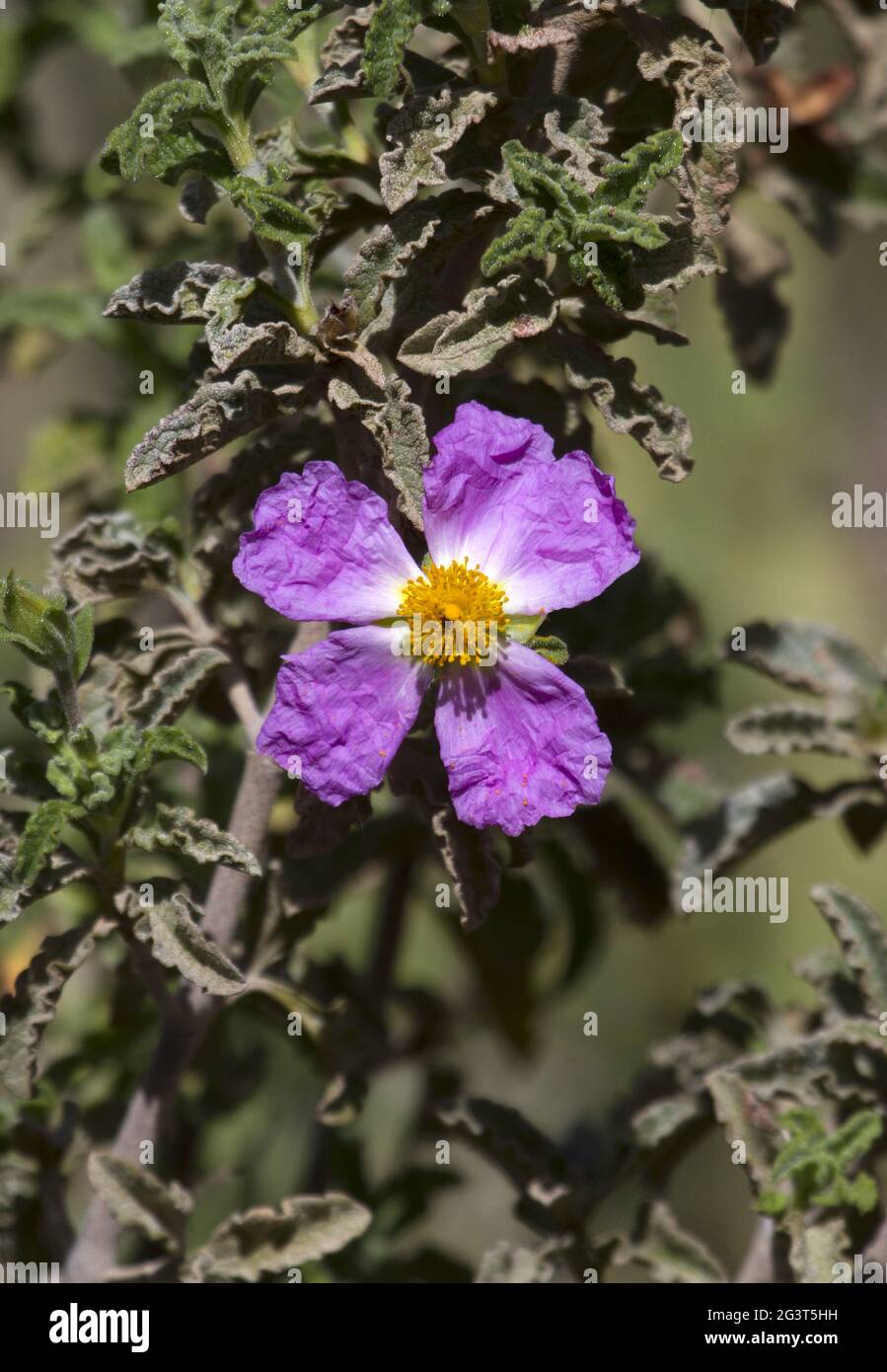 Milk Mountain High Resolution Stock Photography and Images - Alamy