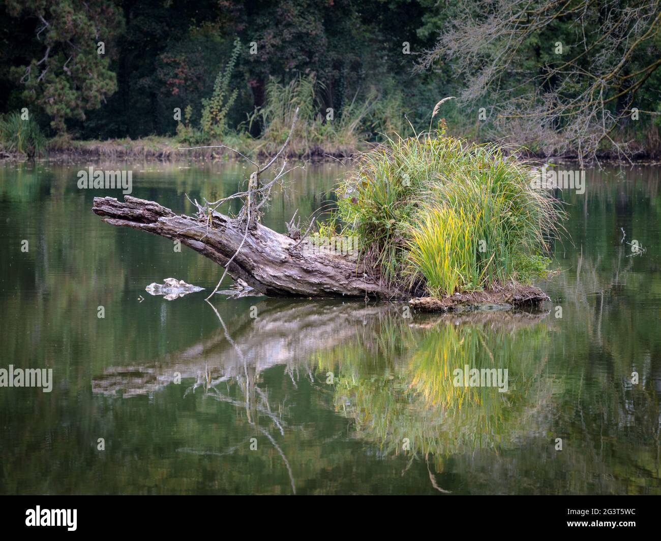 Tree trunk reflection in water hi-res stock photography and images - Alamy