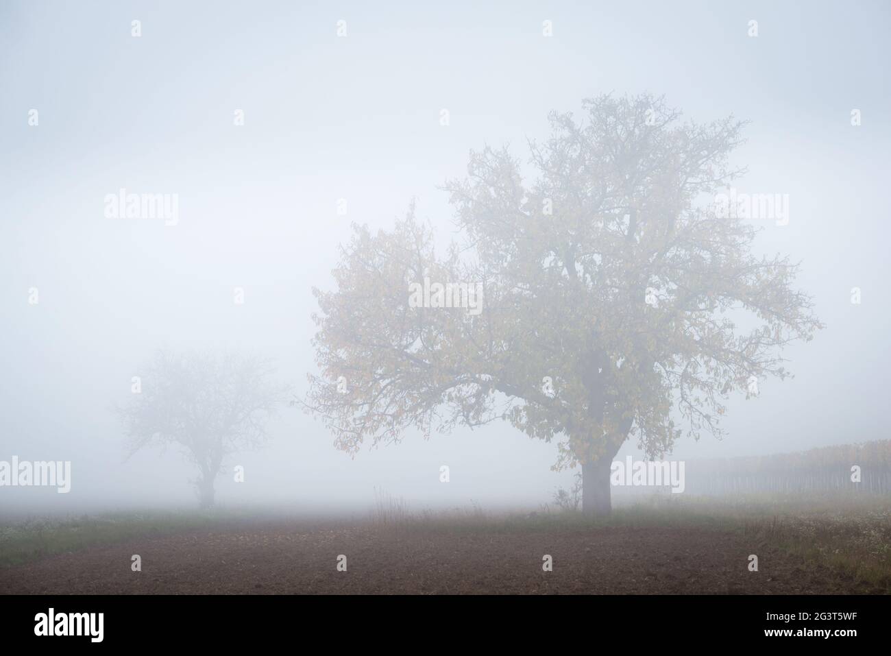 November trees hi-res stock photography and images - Alamy