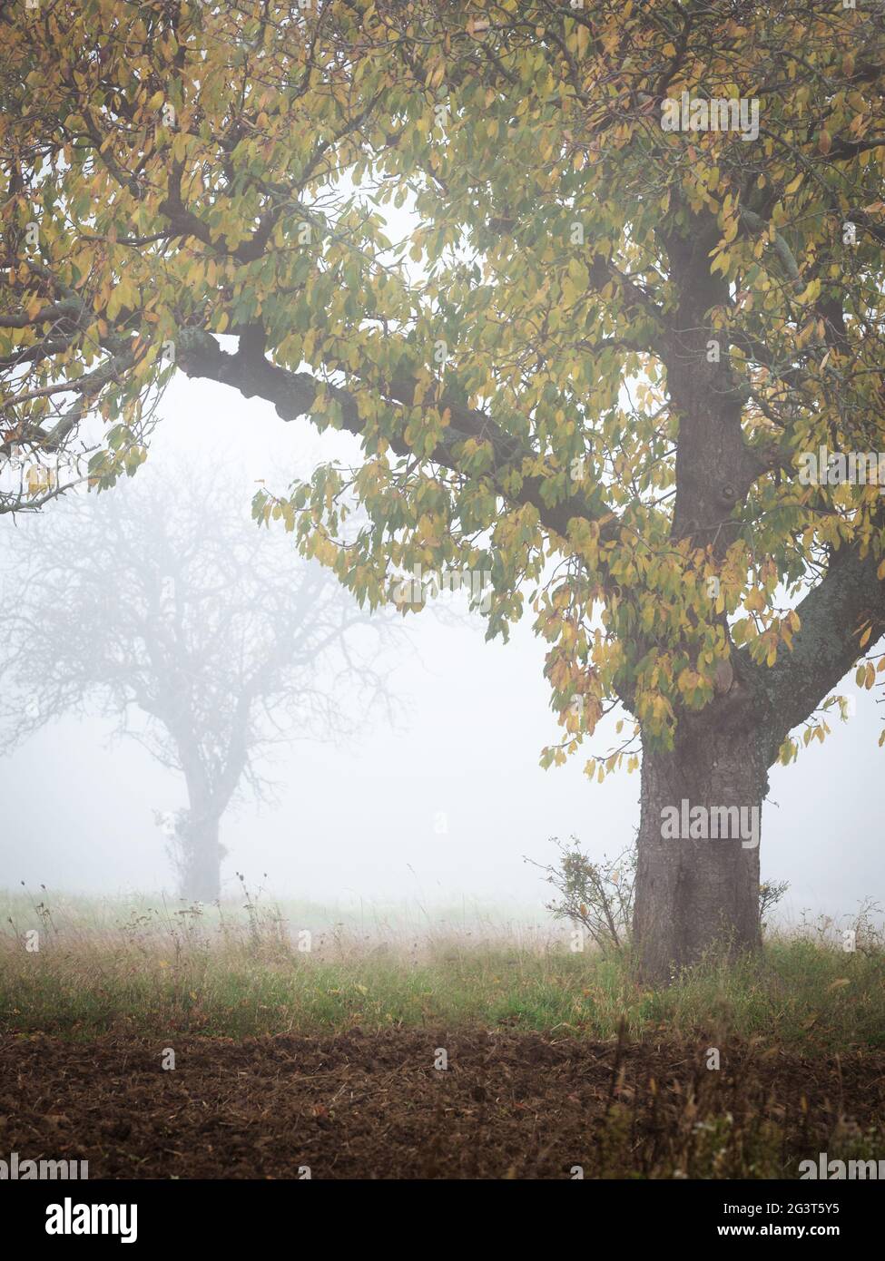 November trees hi-res stock photography and images - Alamy