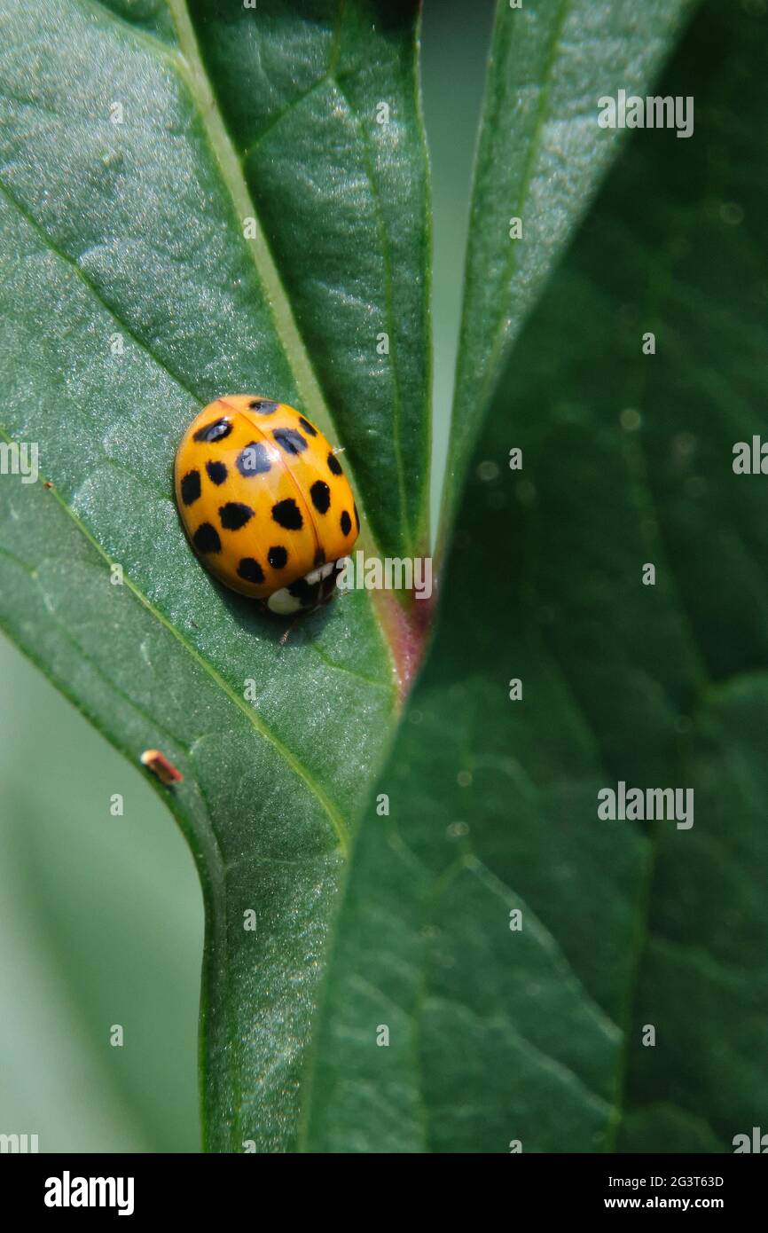 Orange asian lady beetle hi-res stock photography and images - Alamy