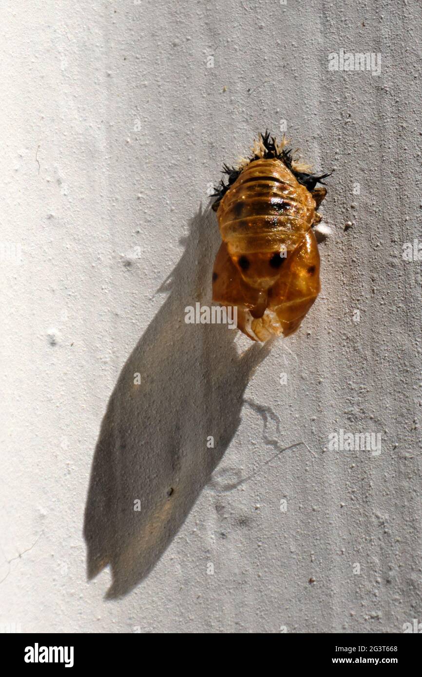 Metamorphosis bug shadow hi-res stock photography and images - Alamy
