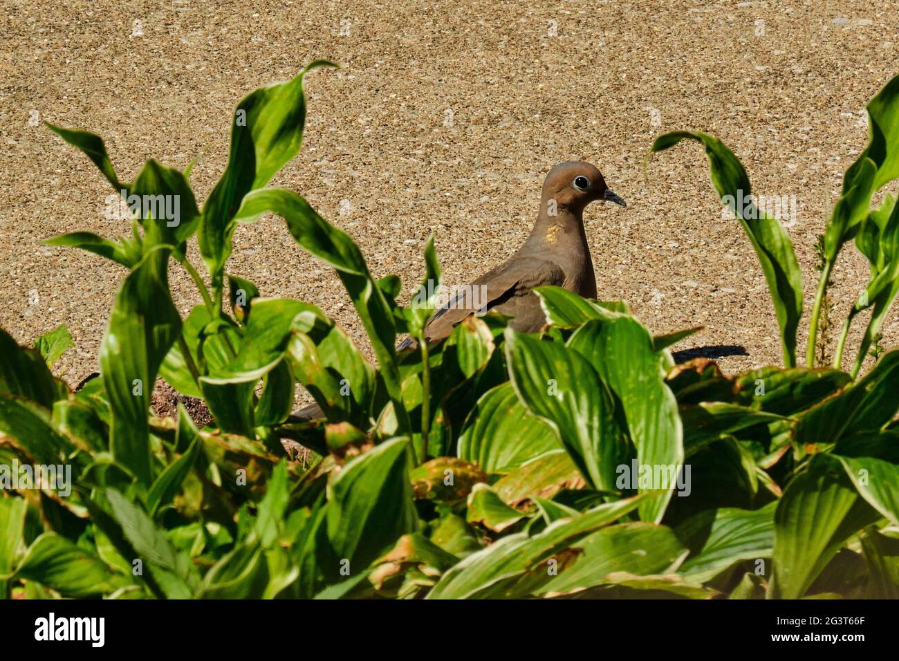 Mourning doves nesting hi-res stock photography and images - Alamy