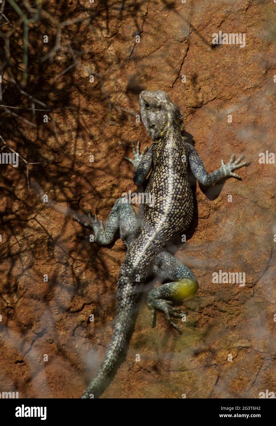 Atlasagame hi-res stock photography and images - Alamy