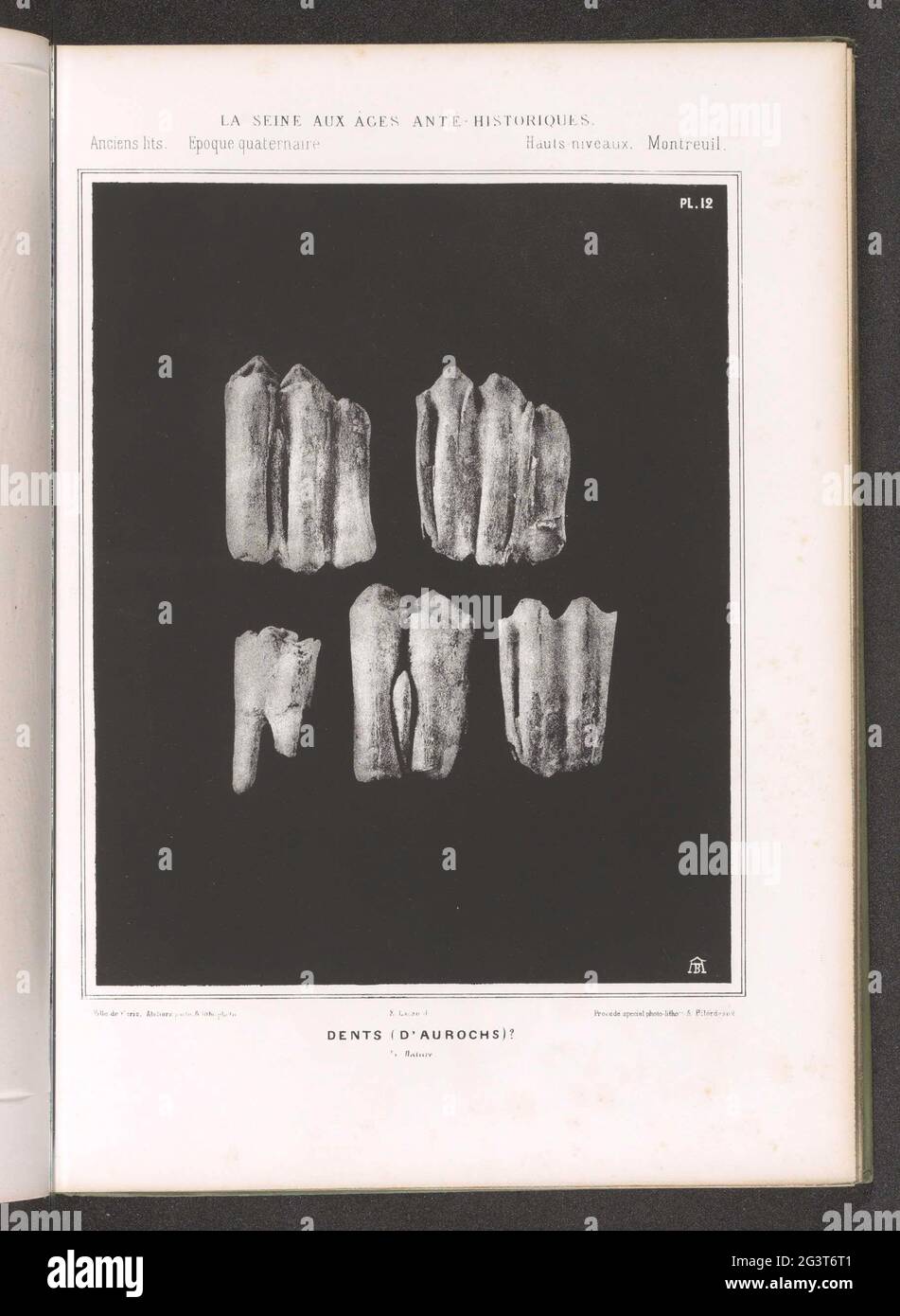 Teeth from an Oeros (presumably); Dents (d'Aurochs)? [(...)] Nature ...