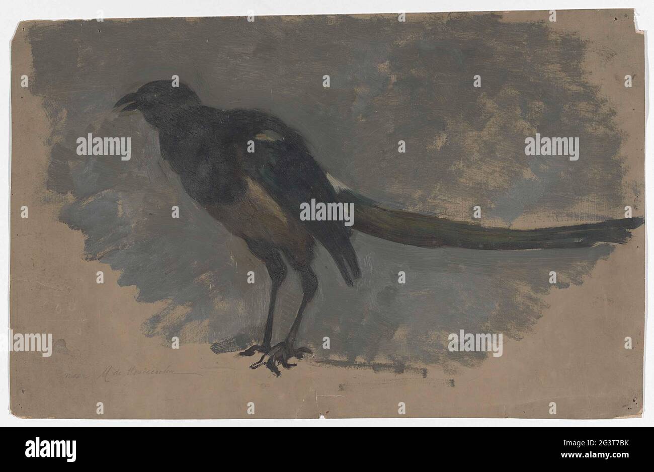Study of a magpie Stock Photo - Alamy