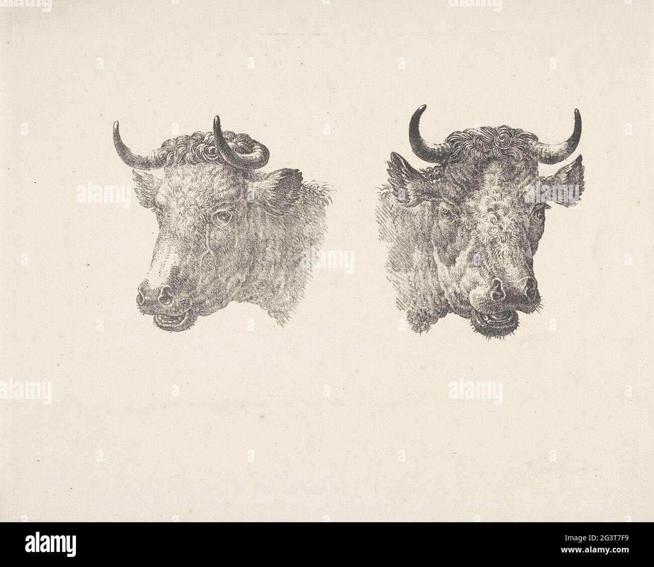 Two bull heads. The bulls have their mouths open. The left bull is seen ...
