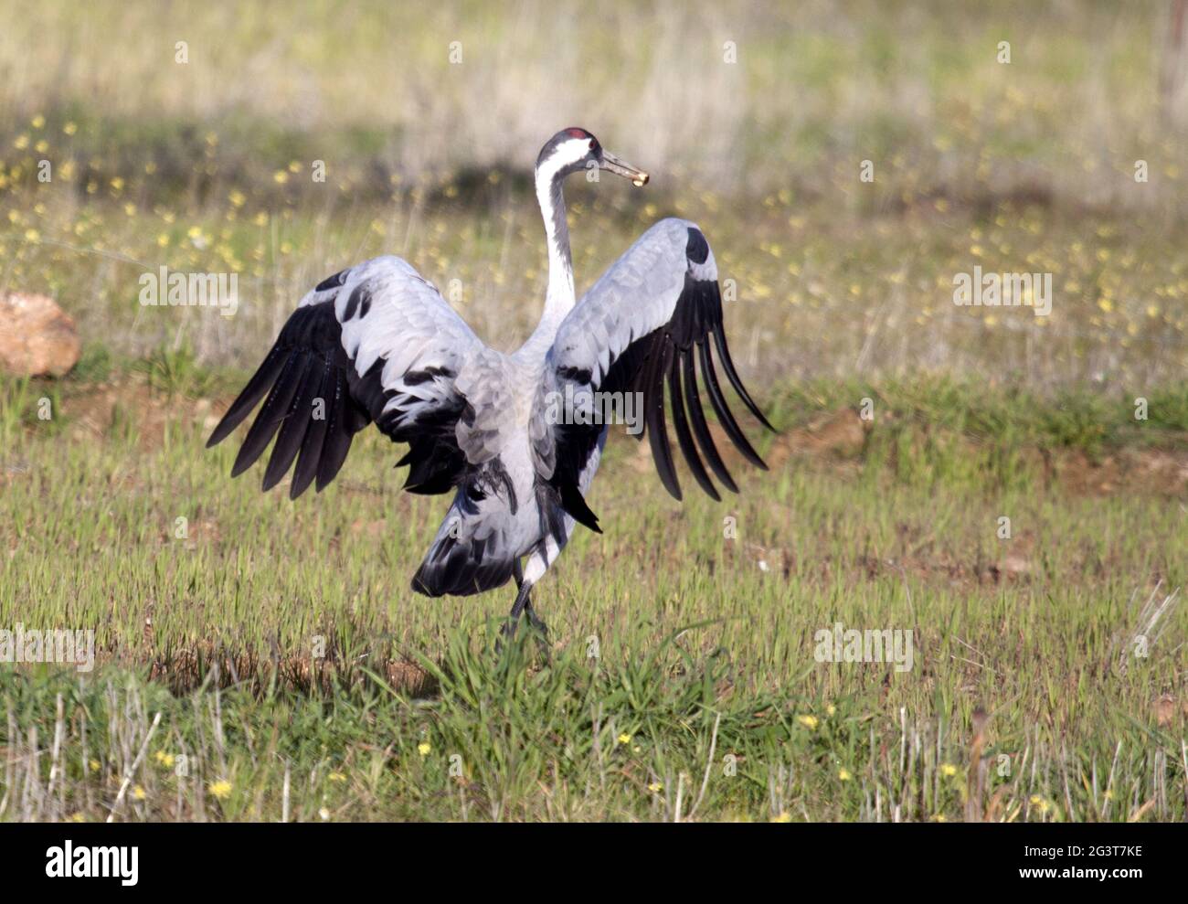 Gru bird hi-res stock photography and images - Alamy