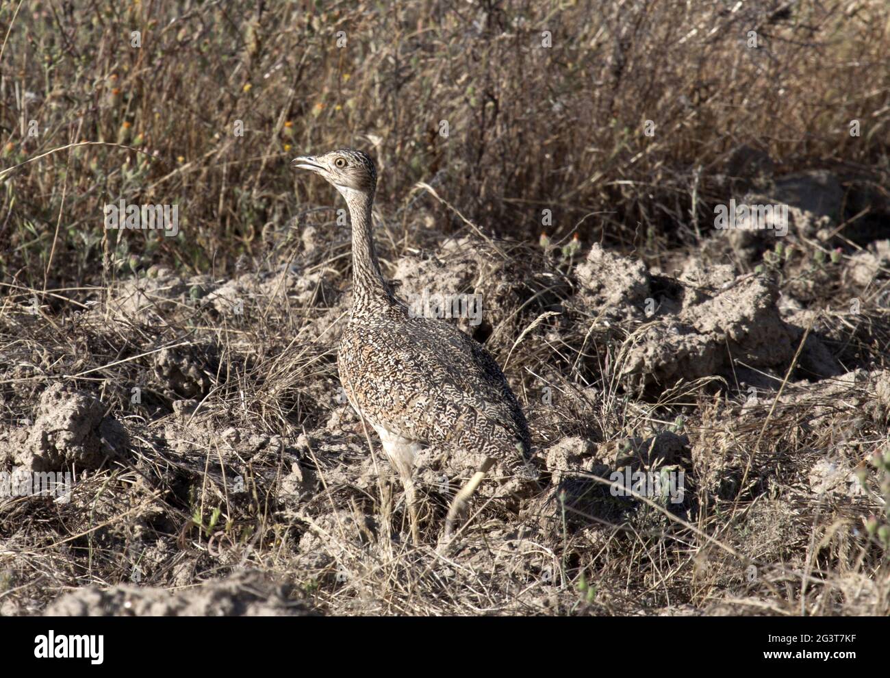 Little bustard hi-res stock photography and images - Alamy