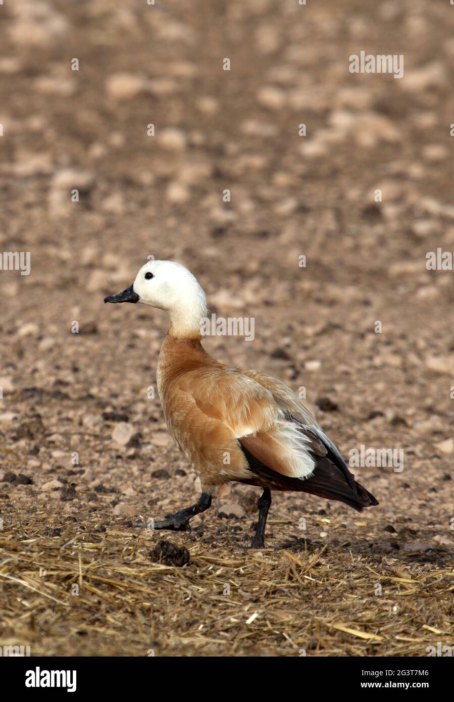 Ruddy Shelduck, Fuerteventura, Molinos, Spain Stock Photo - Alamy