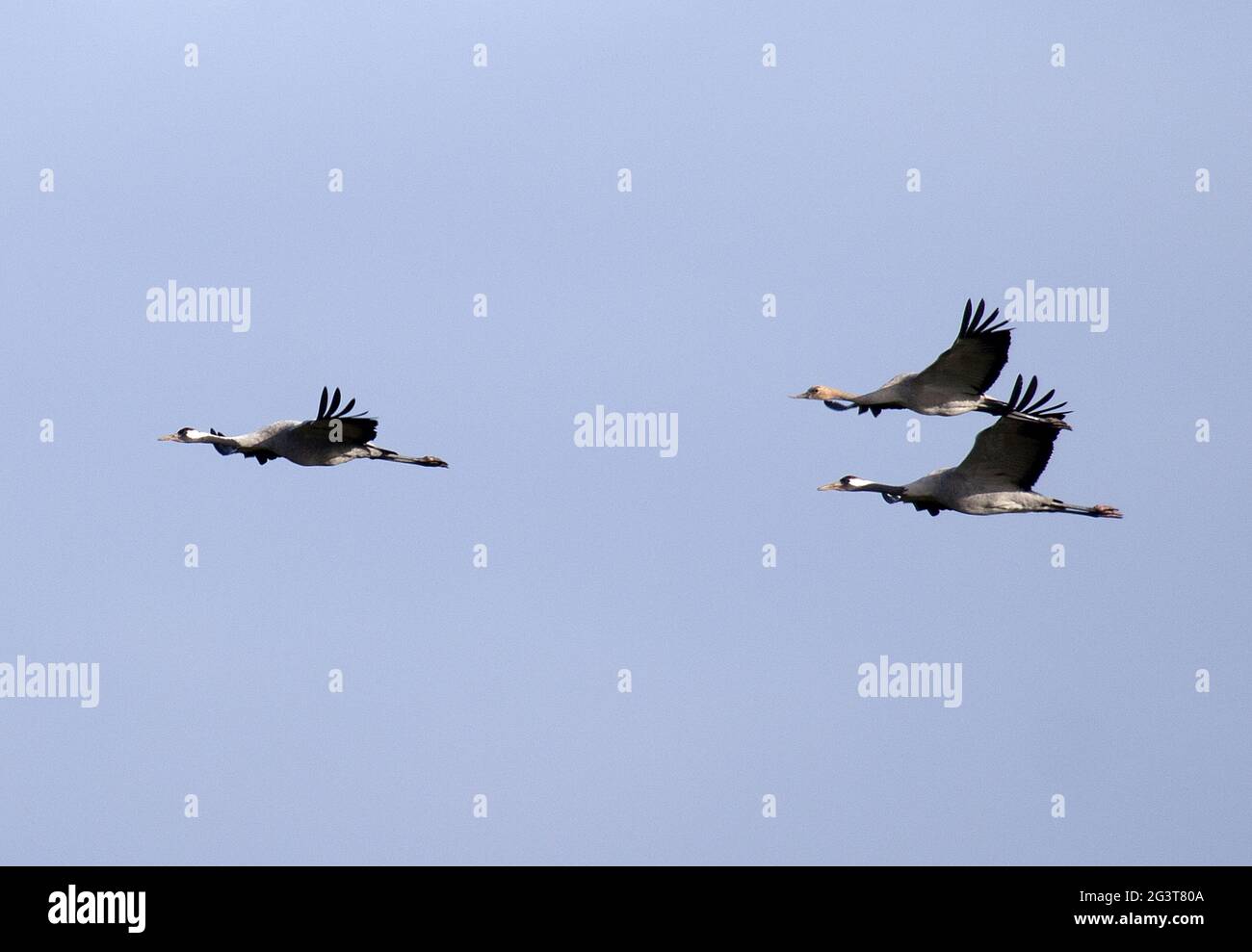 Gru Bird High Resolution Stock Photography and Images - Alamy