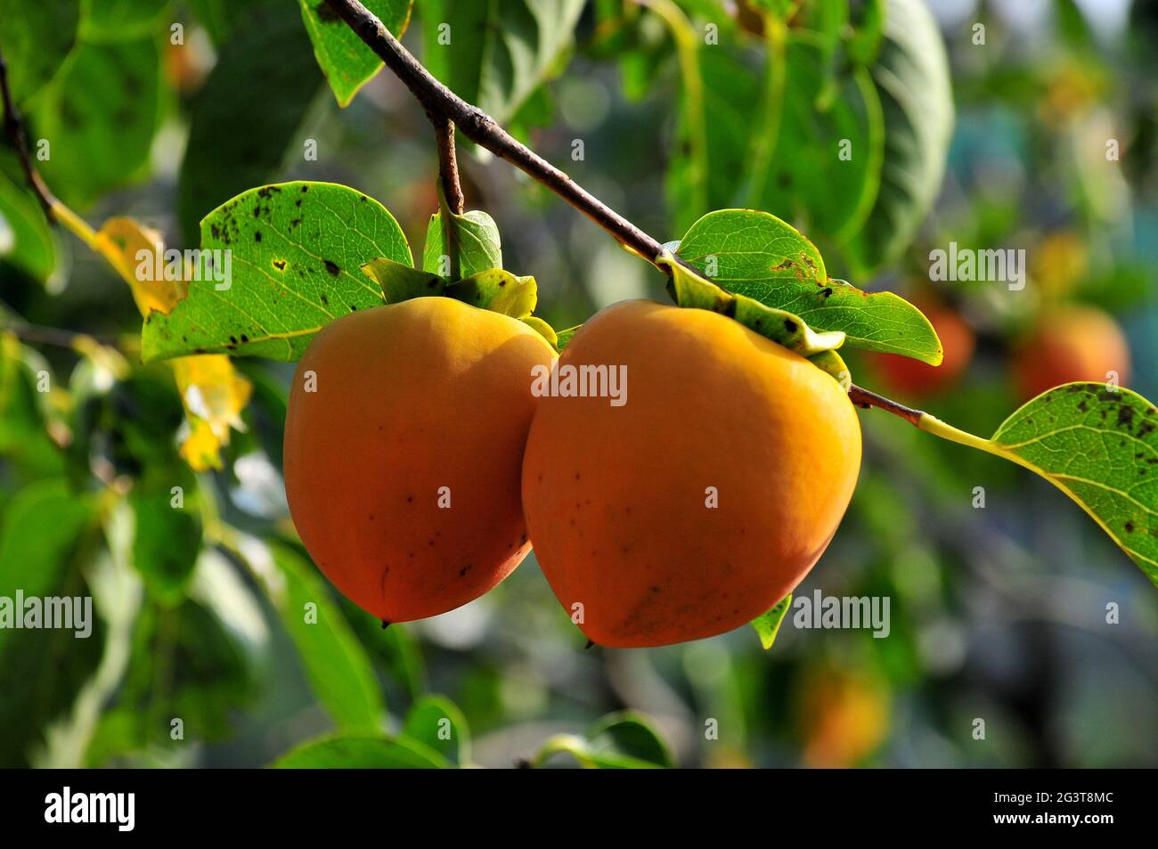 Persimmons hang on the tree Stock Photo - Alamy