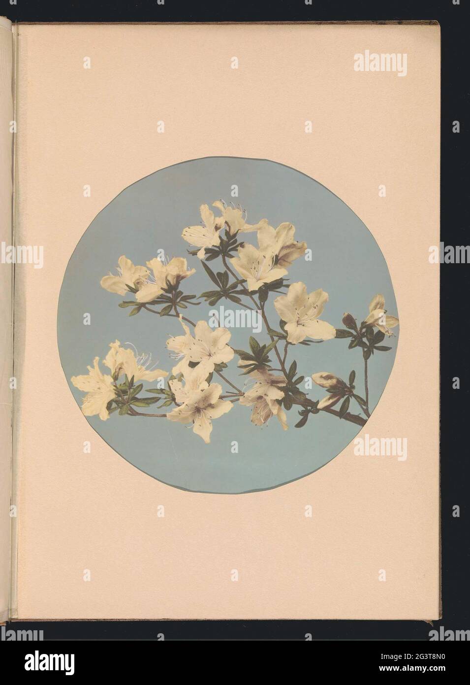 Japanese azaleas Stock Photo - Alamy