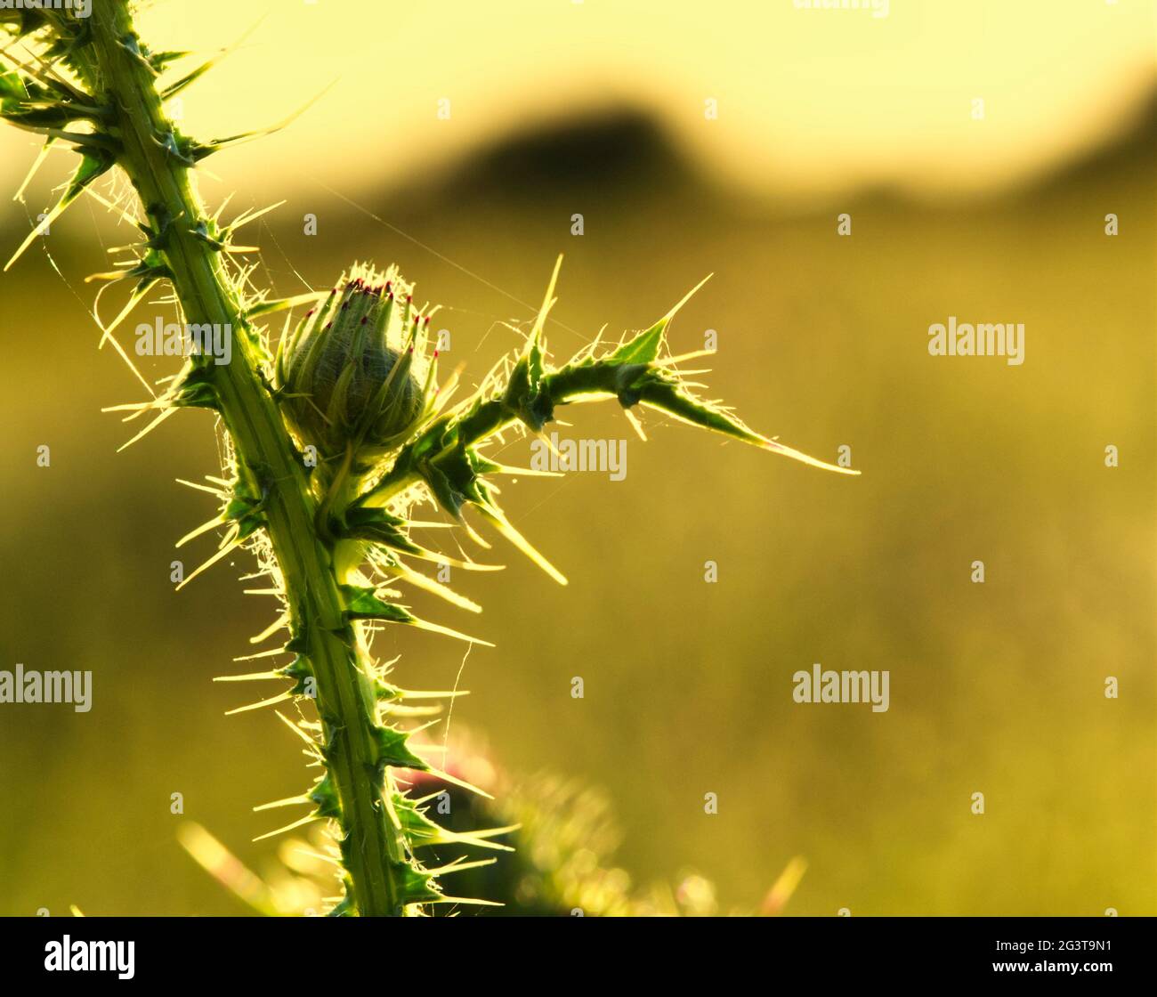 Plants at sunset at napoleonstein in jena in focus Stock Photo - Alamy
