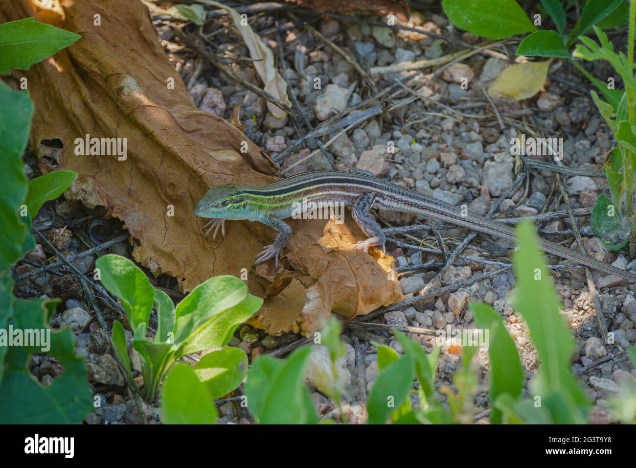 Aspidoscelis hi-res stock photography and images - Alamy