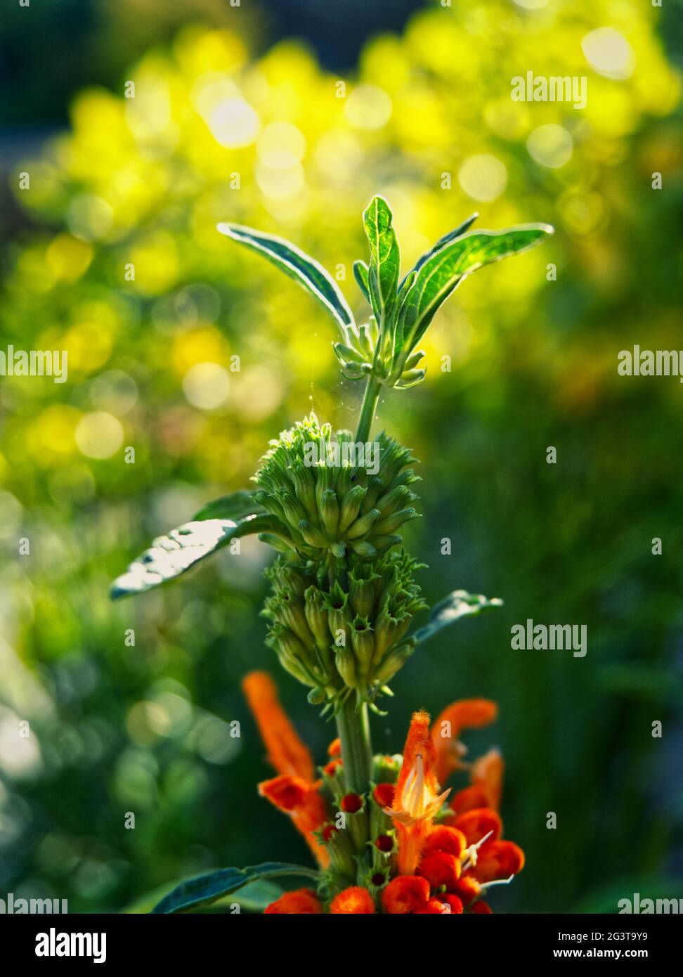 A Flower closeup with beautiful bokeh at summer in jena Stock Photo - Alamy