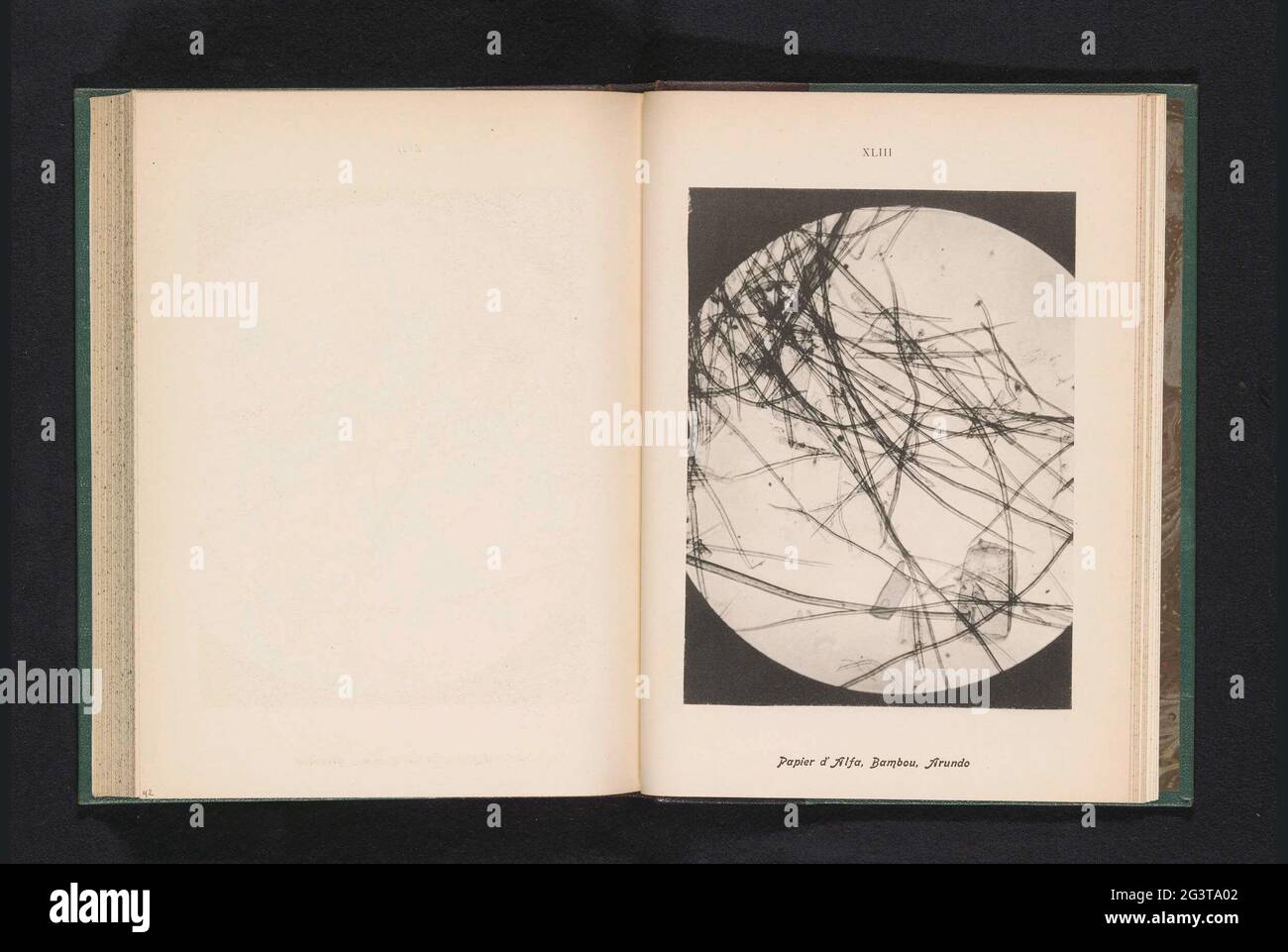 Micro shot of fibers in papers of espartogras, bamboo and lyrit; Paper ...