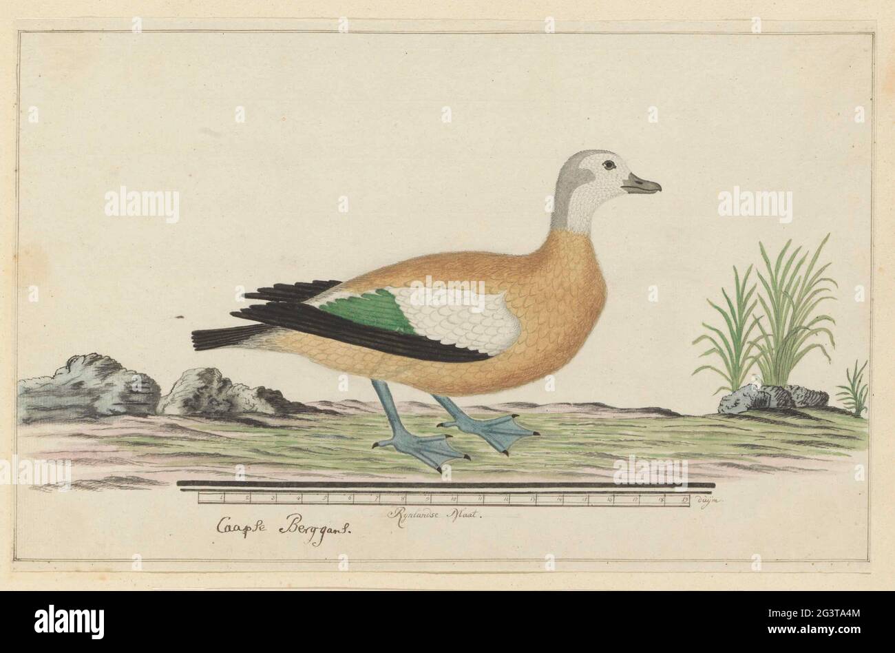 Tadorna Cana (South African Shelduck or Cape Shelduck). Bird study ...