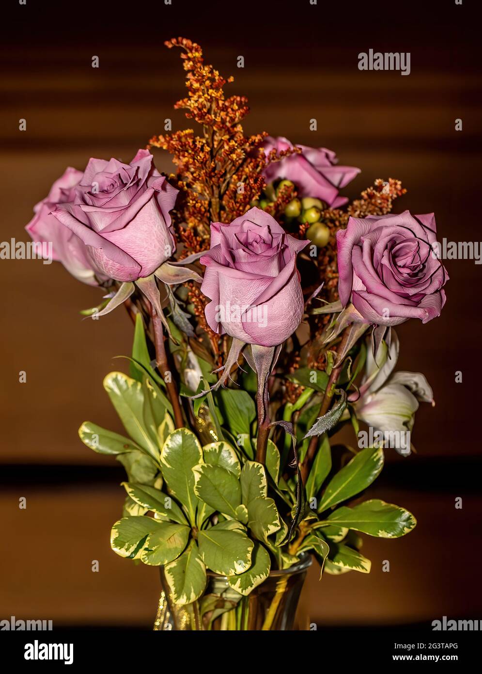 Lilac roses hi-res stock photography and images - Alamy
